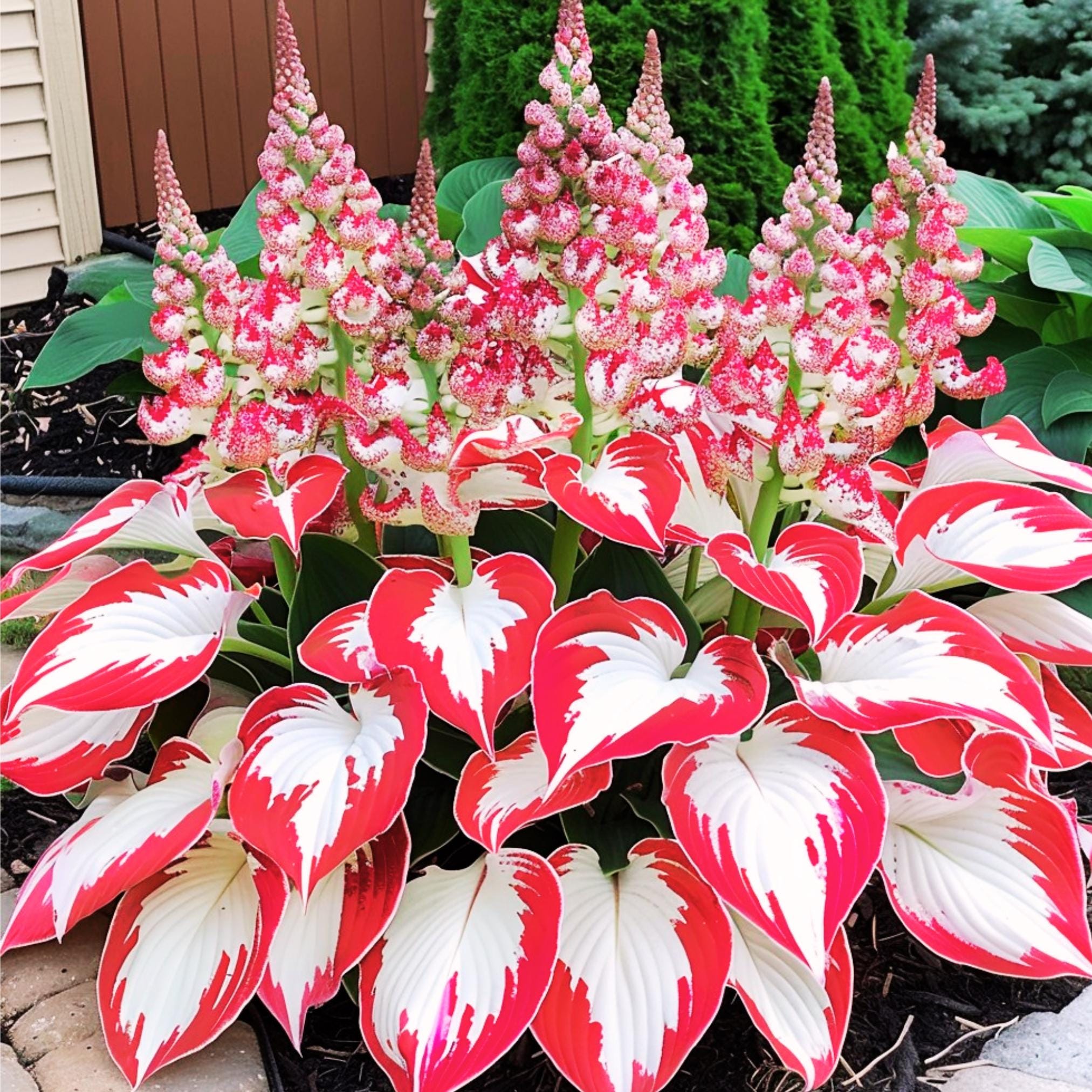 Flower Seeds Rare 150 Hosta White Leaves With Thick Red Flowers Garden ...