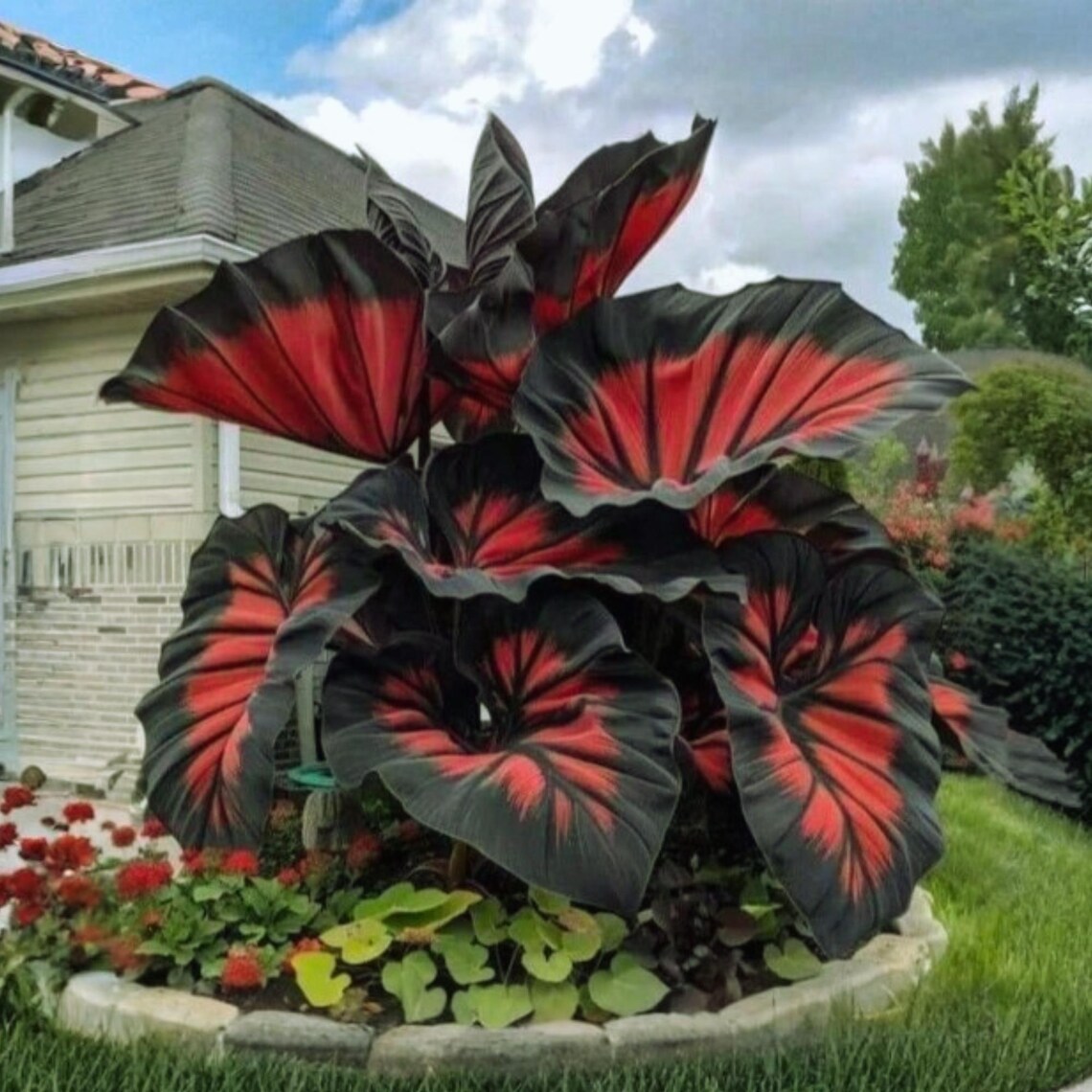 160 Caladium Flower Seeds Perennial-style Ornamental Foliage Rare ...
