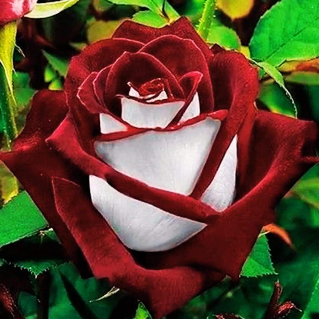 20 Seeds Love in Rose Bush Seeds, Easy Grow Garden Plants - Etsy