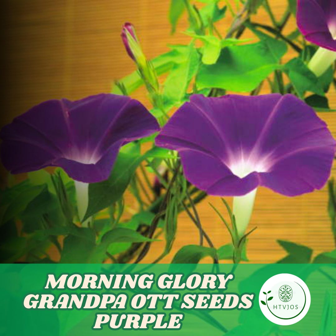 30 Morning Glory Grandpa Ott Seeds - Heirloom Non-gmo - Deep Purple ...