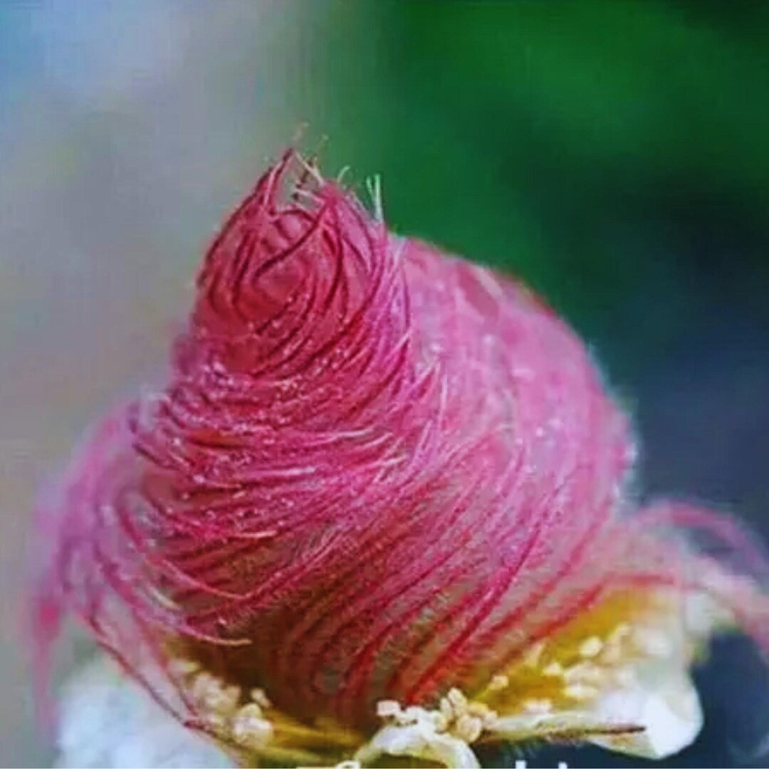 20 Seeds Prairie Smoke Flower Seeds, Geum Triflorum, Purple Avens - Etsy