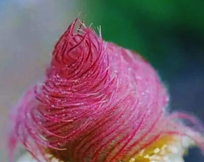 Prairie Smoke - Geum Triflorum - Rare 'plant' Seeds - Old Mans Whiskers ...