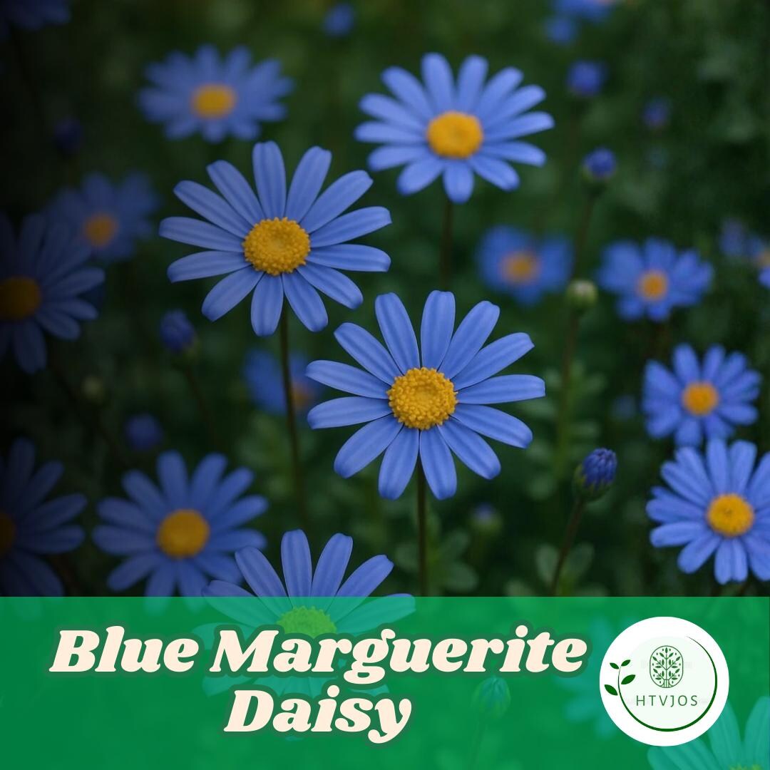 200 Blue Marguerite Daisy Seeds Blue Felicia Flower for Garden Beds ...