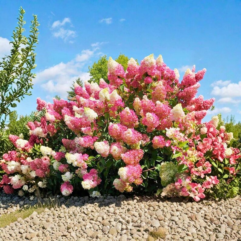 50 Panicle Hydrangea Seeds Ornamental Flowering Shrub Pink & White ...