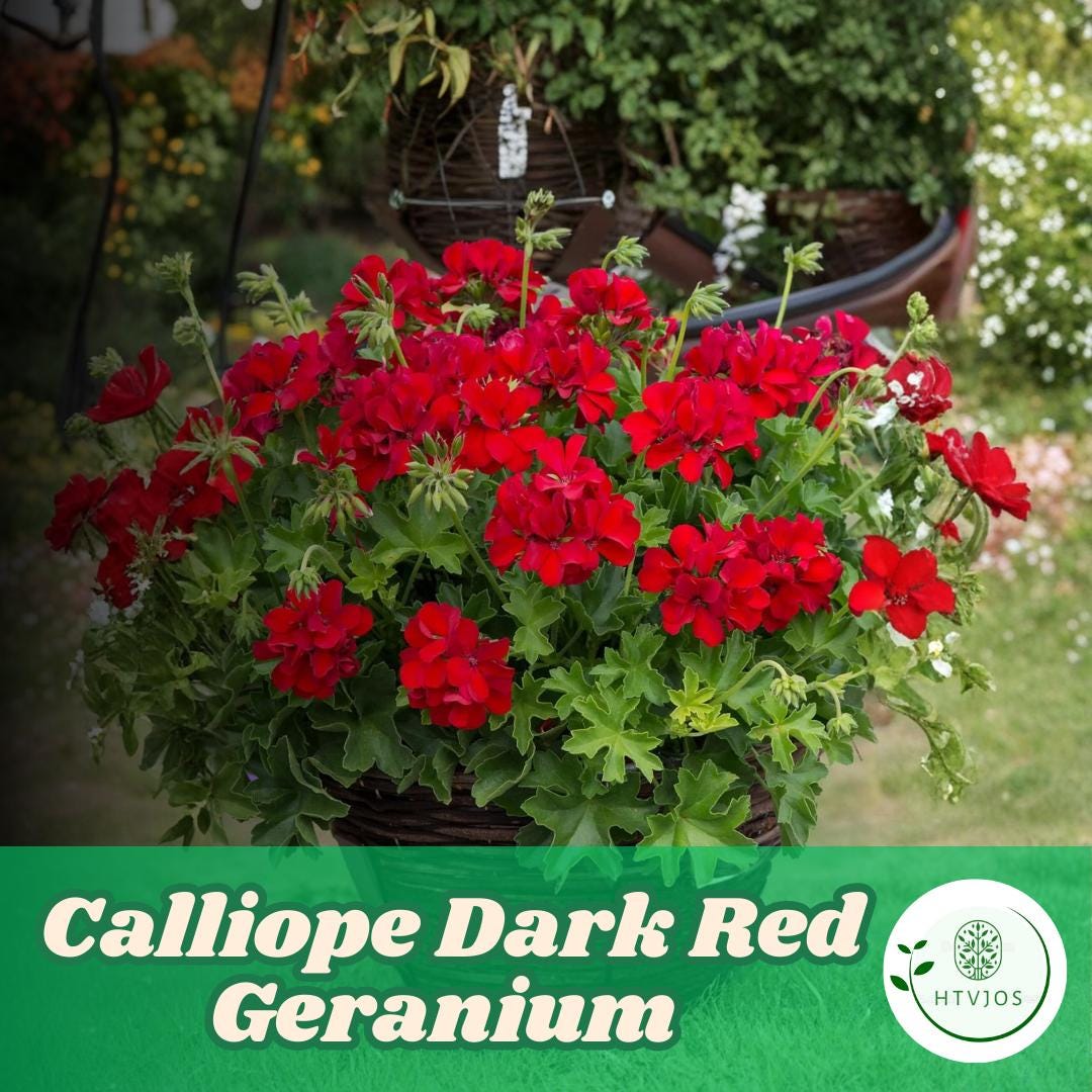 25 Calliope Dark Red Geranium Seeds, Pelargonium for Garden ...