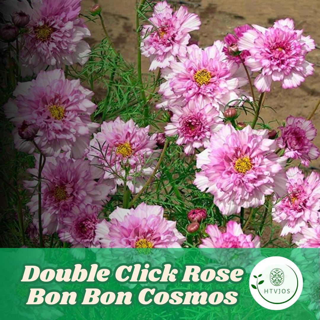 200 Double Click Rose Bon Bon Cosmos Seeds for Planting Flower Garden ...