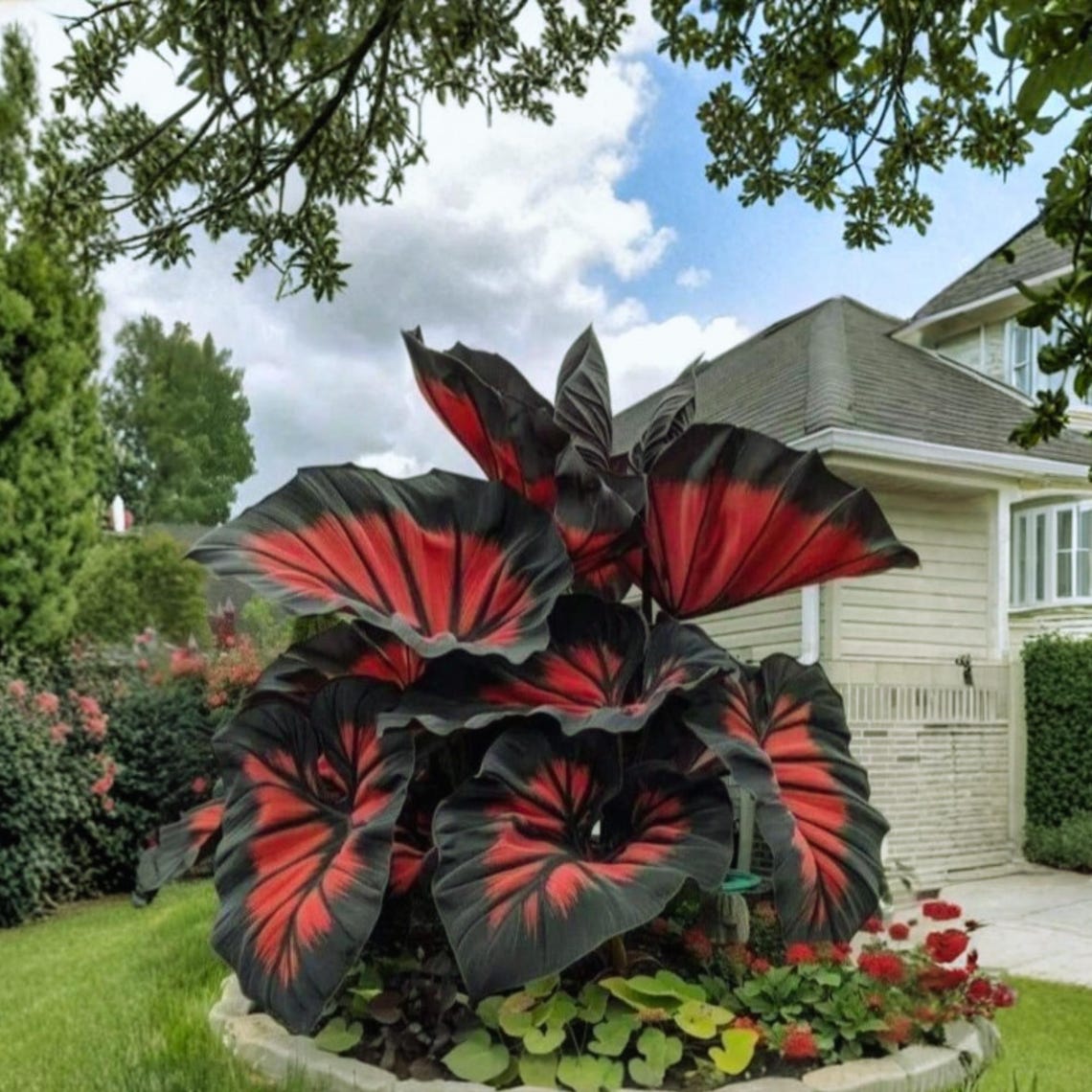 160 Caladium Flower Seeds Perennial-style Ornamental Foliage Rare ...