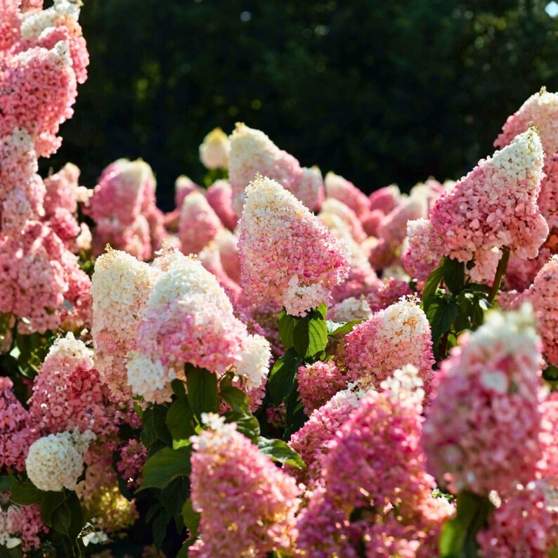 50 Panicle Hydrangea Seeds Ornamental Flowering Shrub Pink & White ...