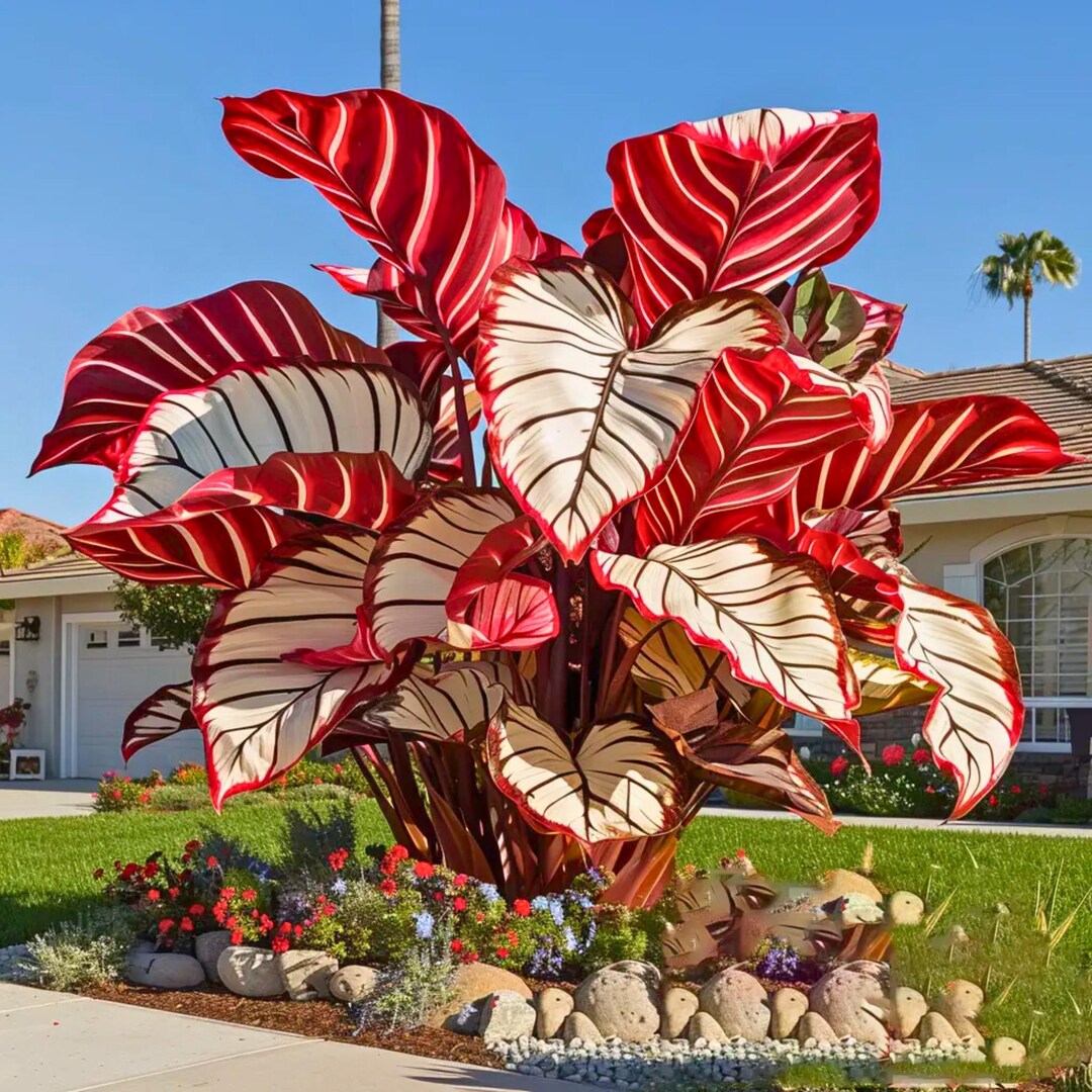 100 Red & White Caladium Seeds Ornamental Foliage Plant for Shade ...