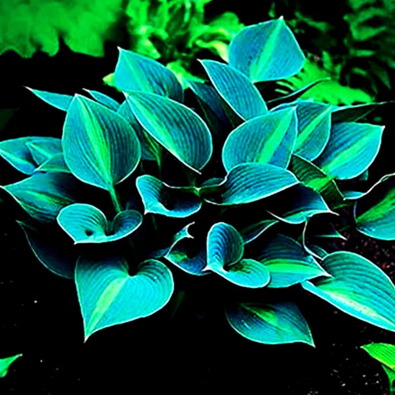 Green Color 150 Seeds Hosta Bonsai Perennials Lily Flower Shade Hosta ...