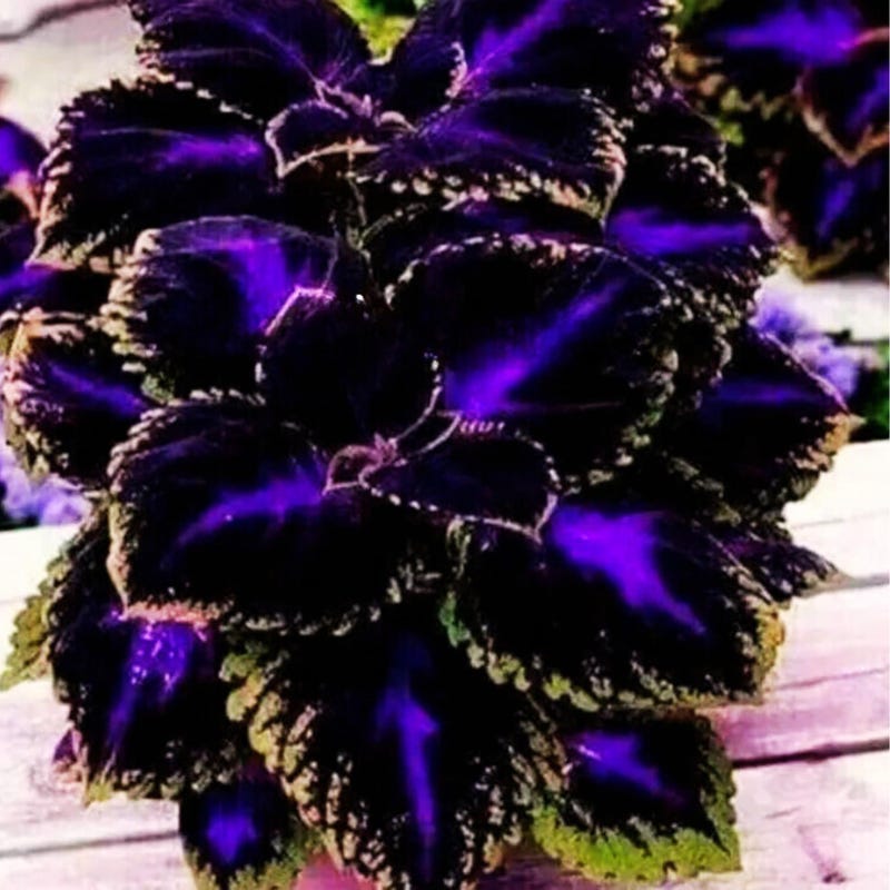 Blue Coleus - Etsy