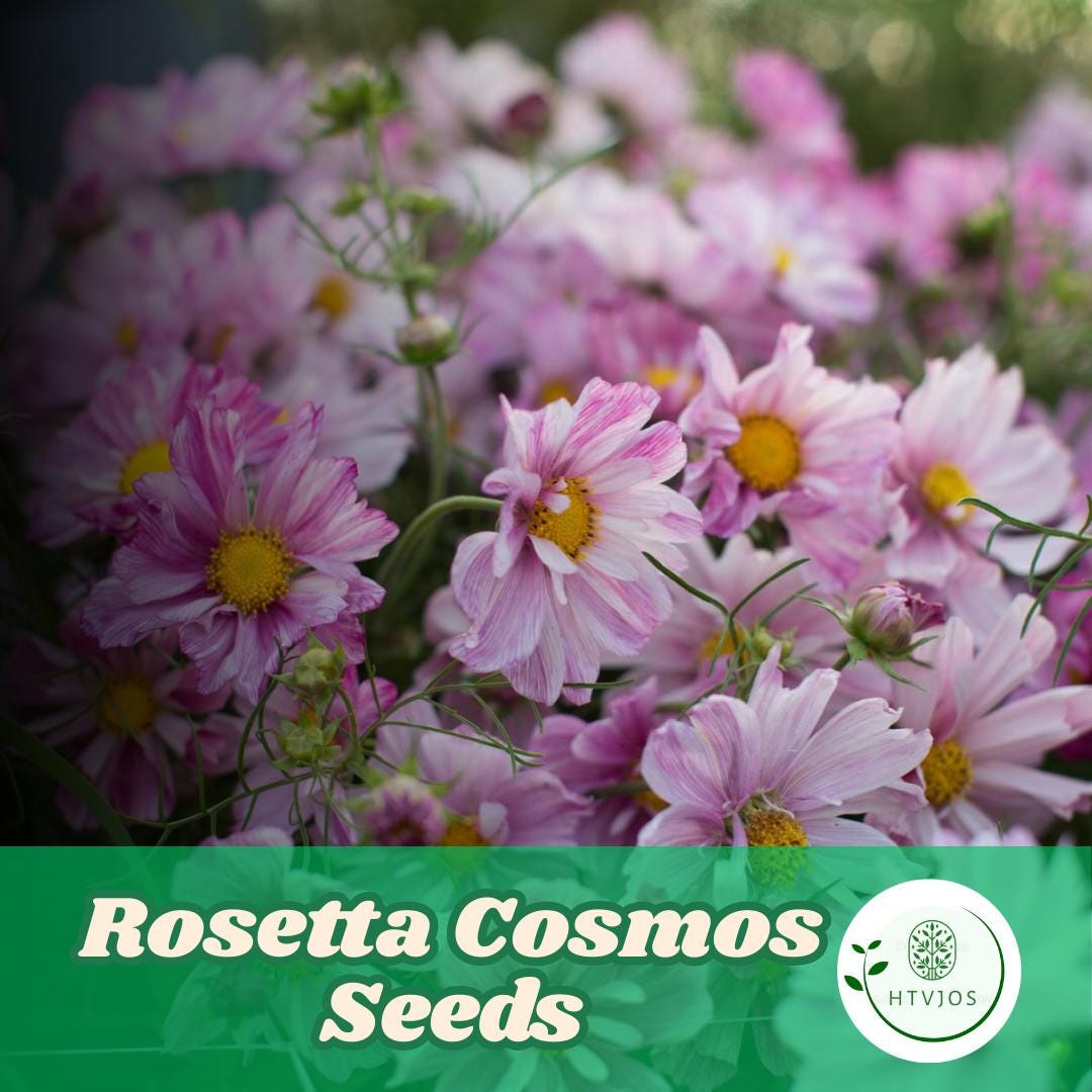 200 Rosetta Cosmos Seeds for Planting Double Flower Cosmos Garden Beds ...