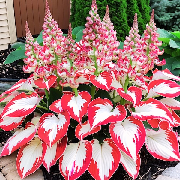 Blood of God Hosta - Etsy Canada