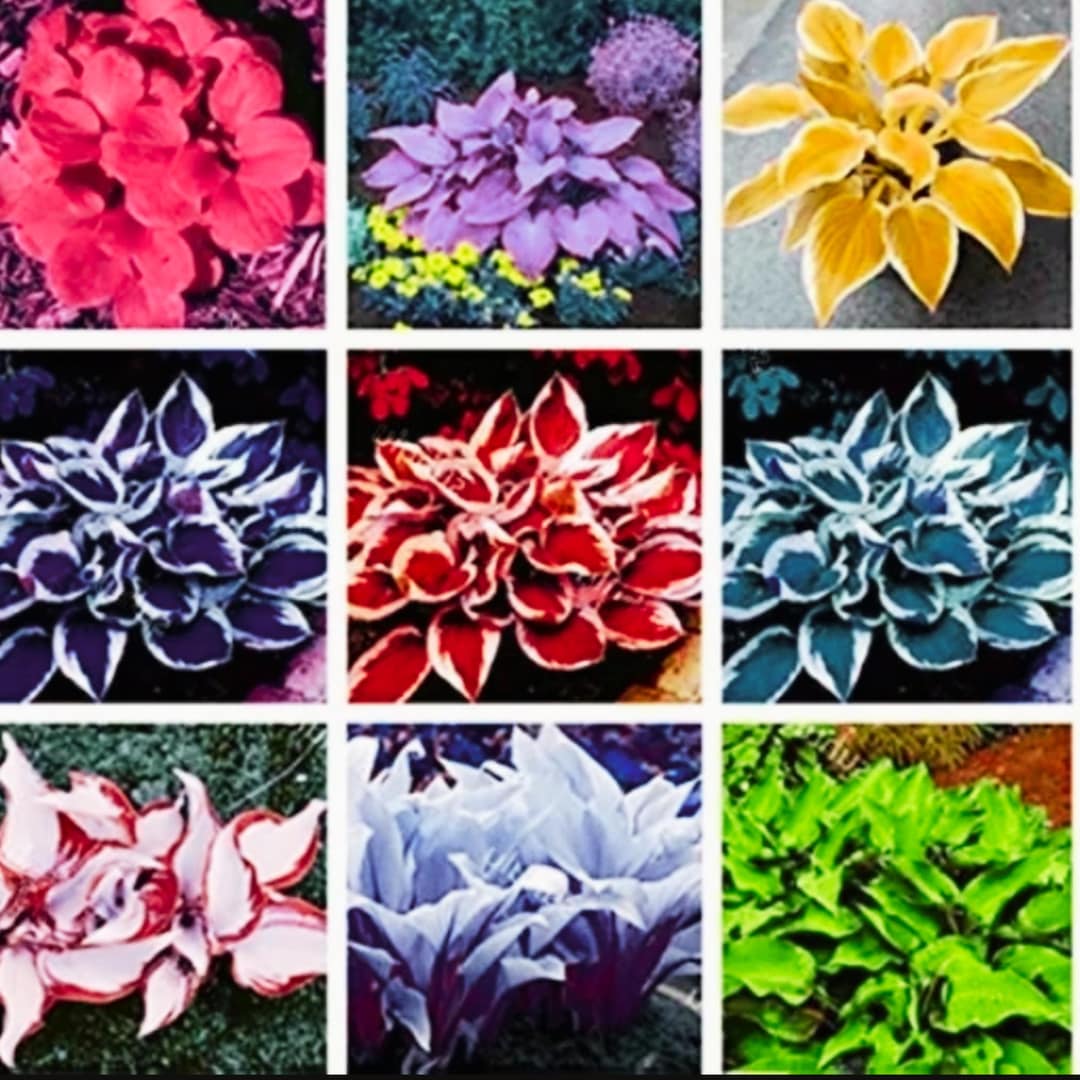 150 Mixed Colors Hosta Seeds: Lily Flower Perennial for Shade Gardens ...