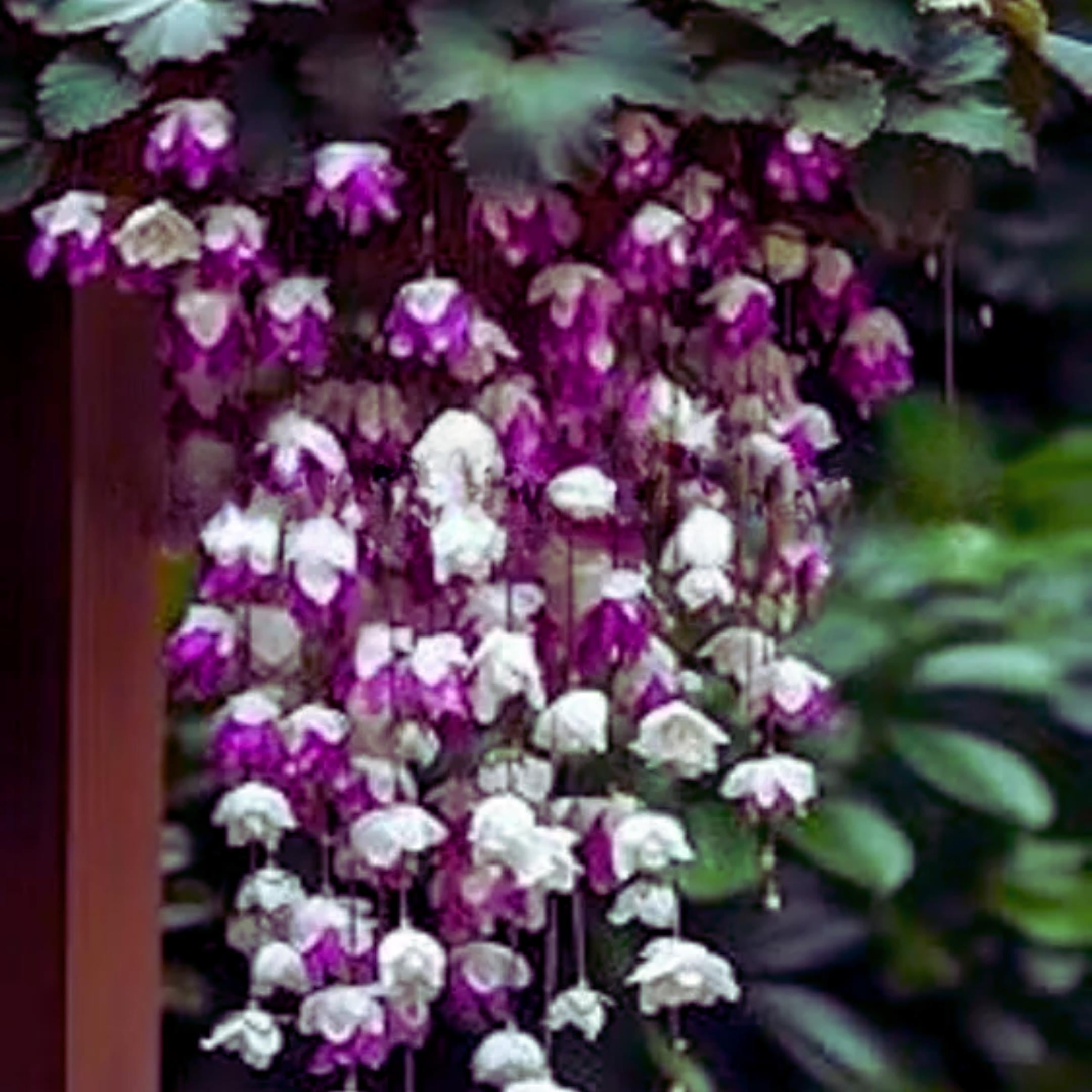 25 Seeds Purple White Weeping Begonia Flowers Best Seeds for Gardening ...