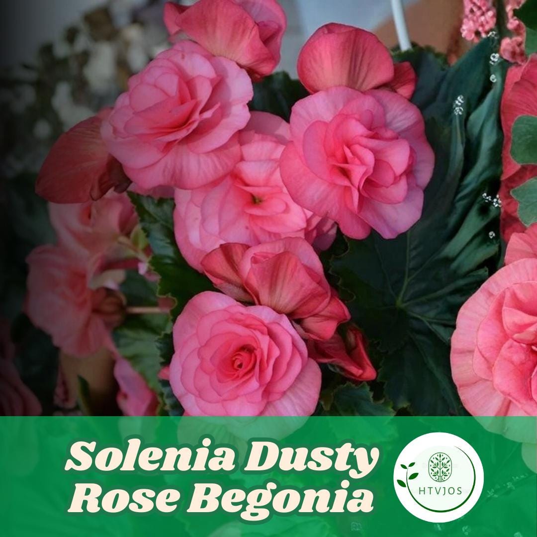 25 Solenia Dusty Rose Begonia Seeds for Planting Soft Flower for Pots ...