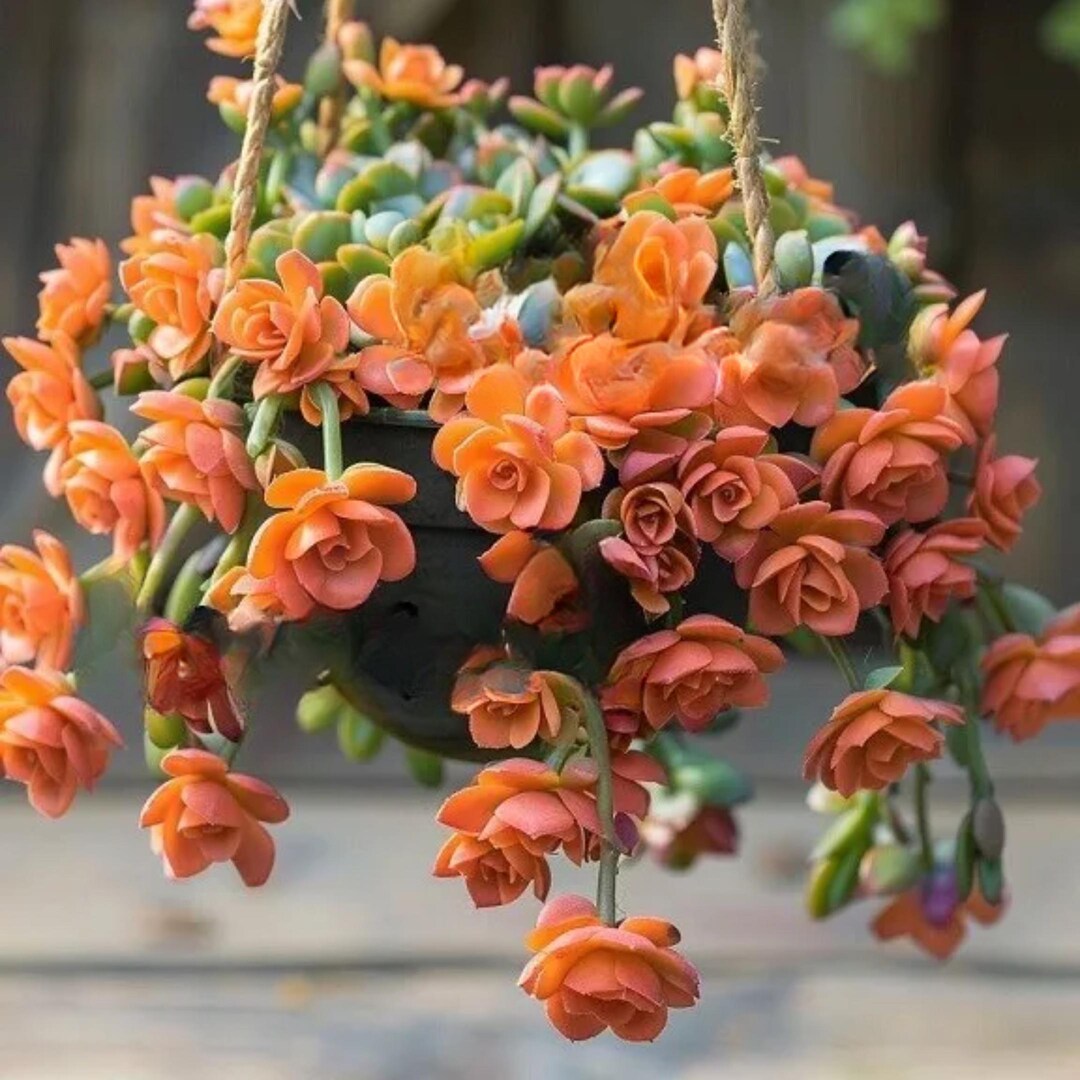25 Orange Trailing Echeveria Succulent Seeds: Easy Grow Garden Plants ...