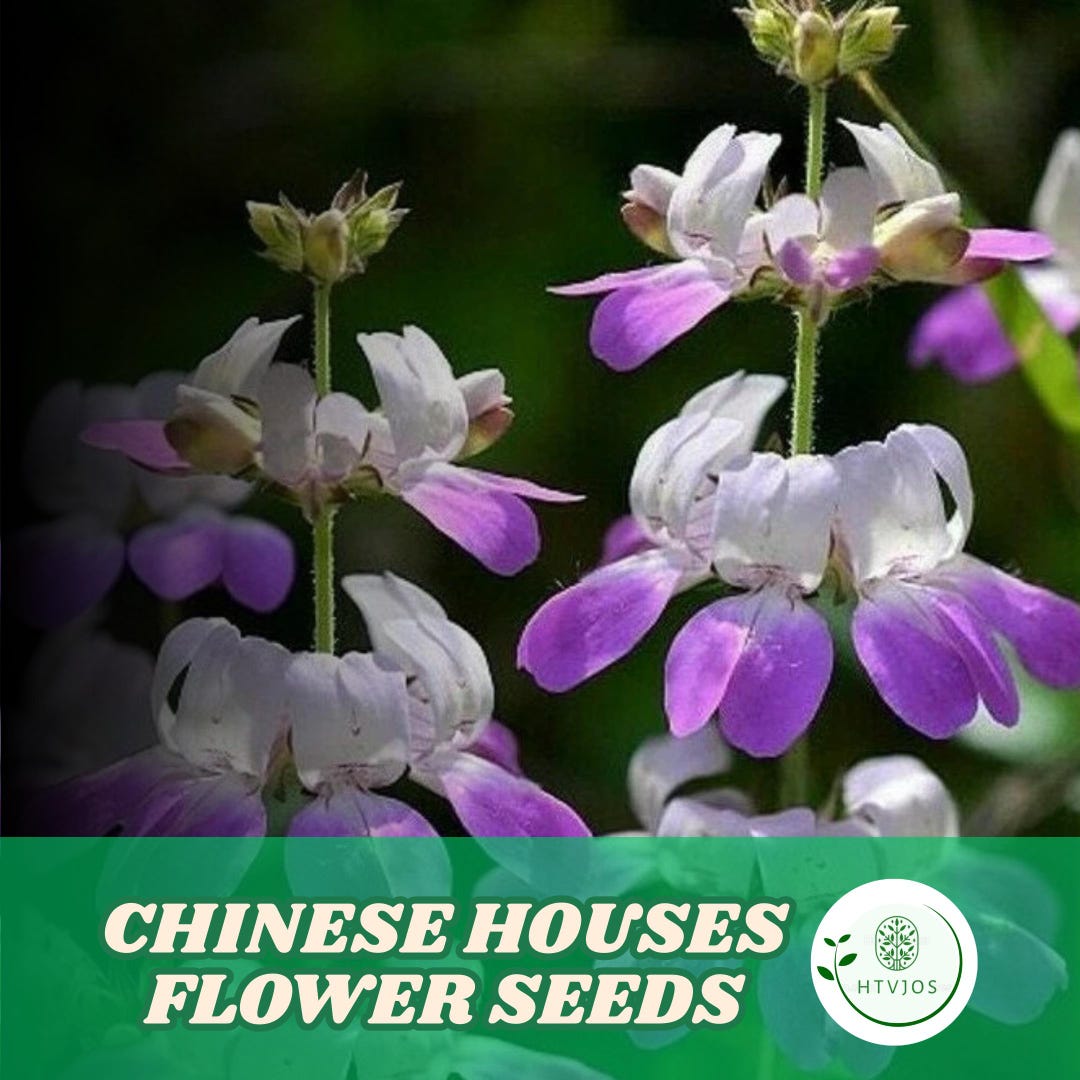 1000 Chinese Houses Flower Seeds – Annual Wildflower – Purple Blooms ...