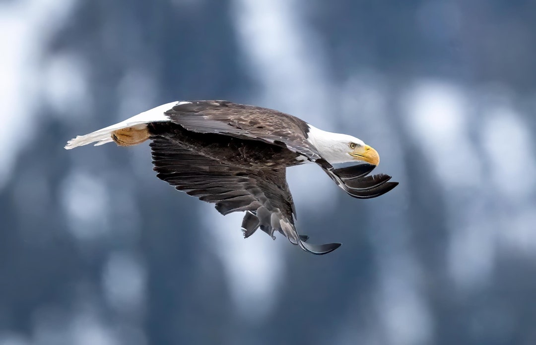 A Bald Eagle in Flight Along the Lamar River, Yellowstone National Park ...