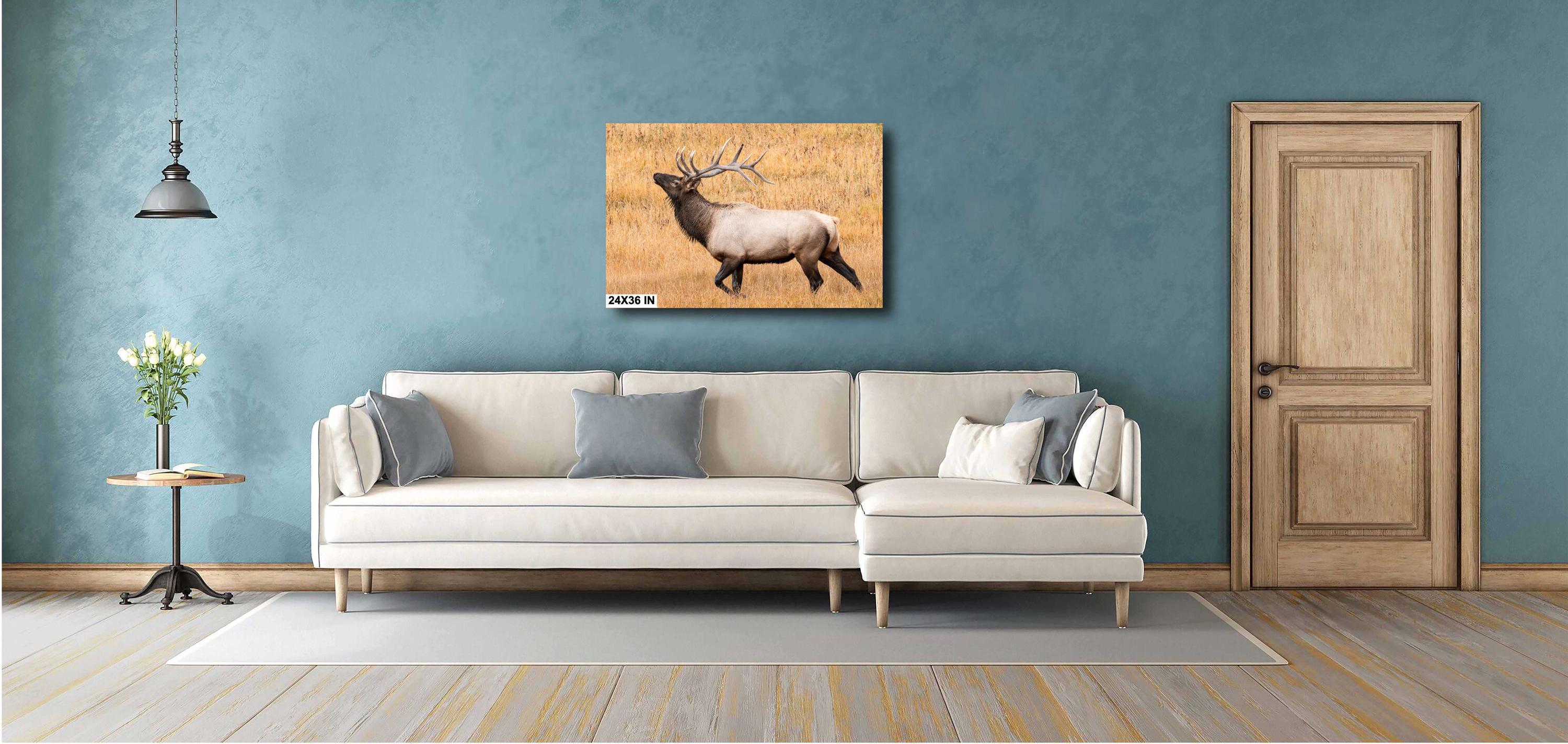 Bull Elk Photograph, Elk Photograph, Yellowstone Elk - Etsy
