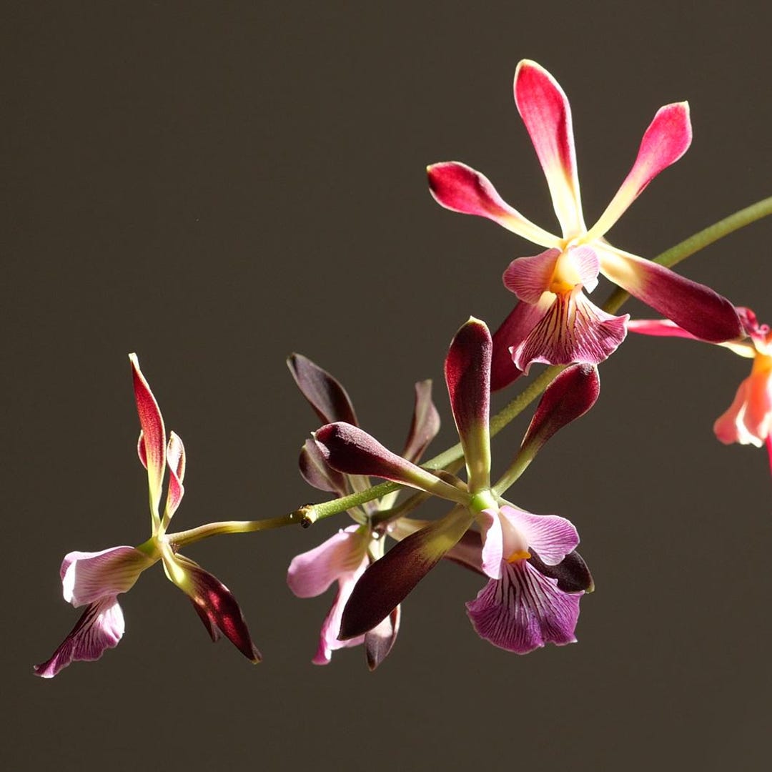 Encyclia Dr. Palmer X Alata Blooming Size 4" Pot | Live Encyclia Orchid ...
