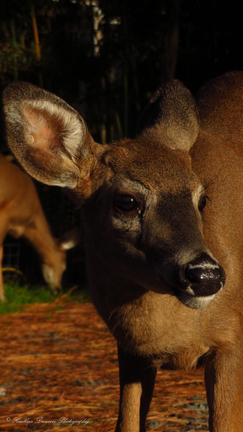 Cute Deer Phone Wallpaper - Etsy