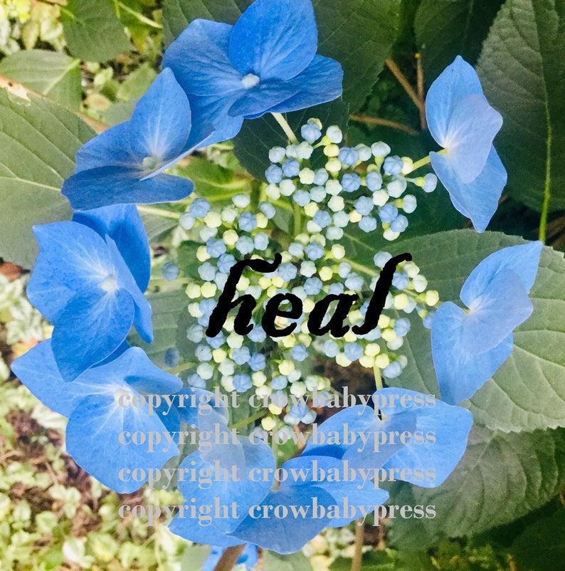 Heal Word Printable Art, Get Well Soon Card Idea, Hydrangea Photo ...
