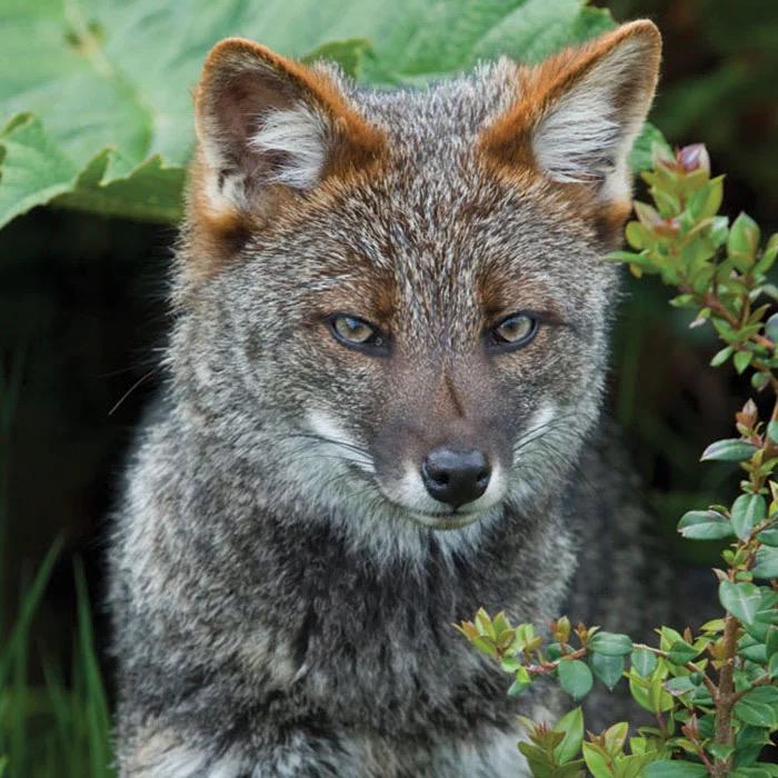 Fox Therain Mask Commissions - Etsy