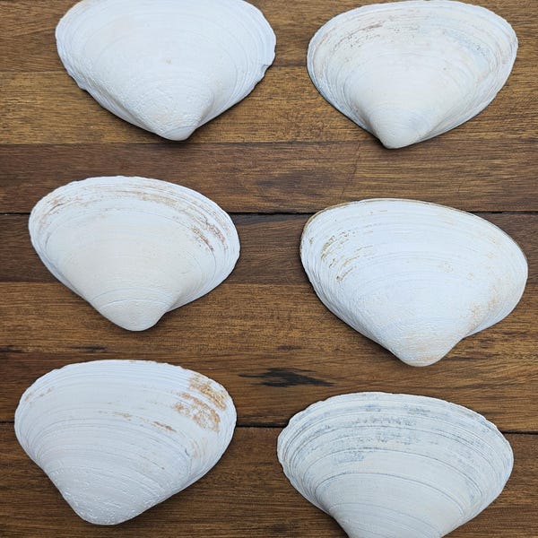 Craft Shells - Etsy