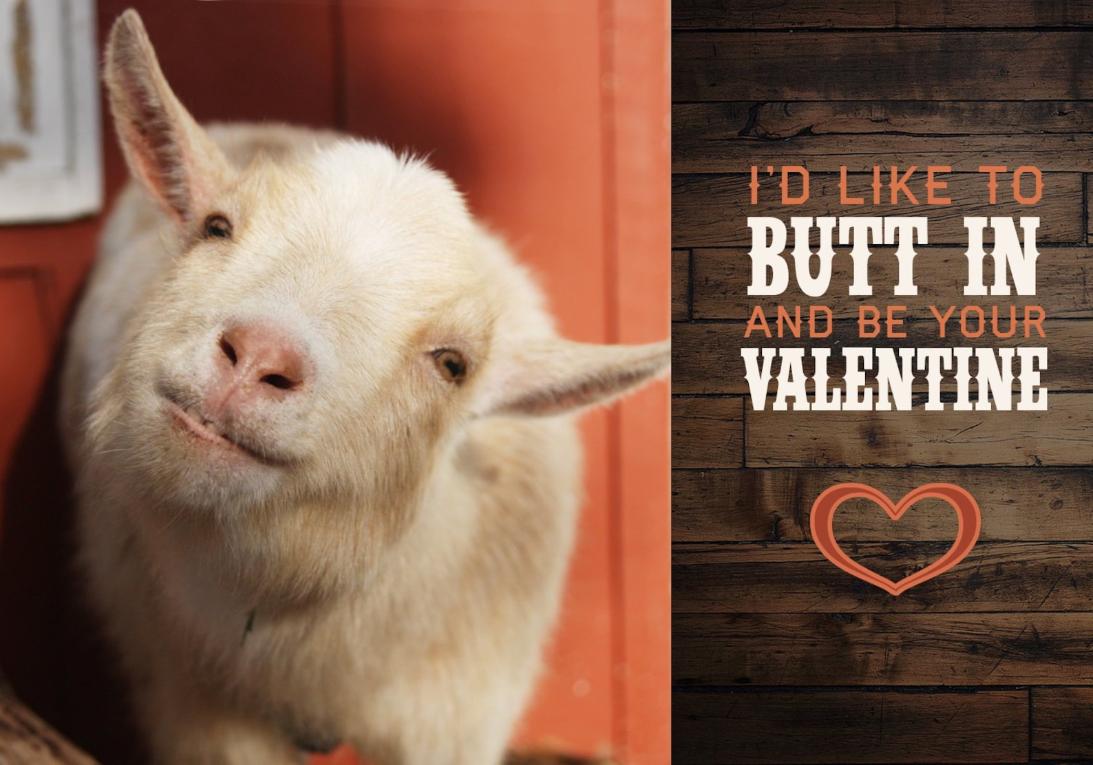 GOAT Valentine Card • Photo Farm Animal Valentine • Child's Class ...