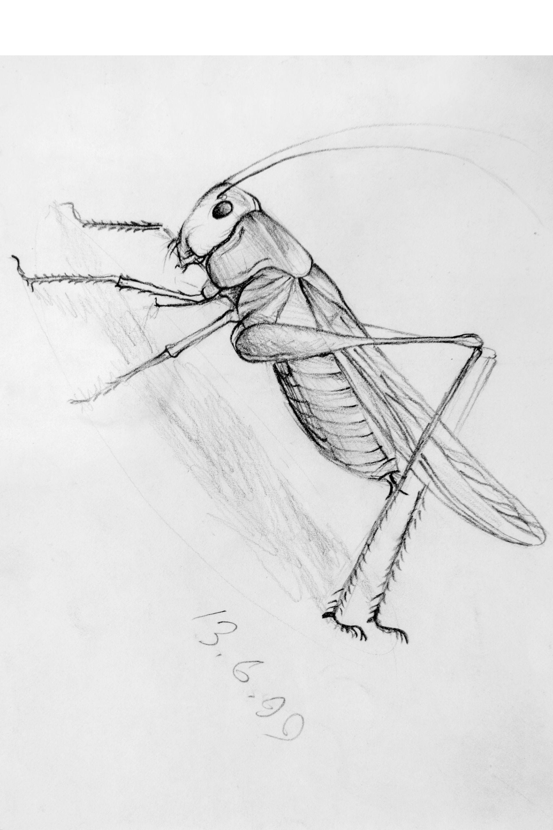 Charcoal Grasshopper Drawing, Pencil Drawing, Insect Drawing ...