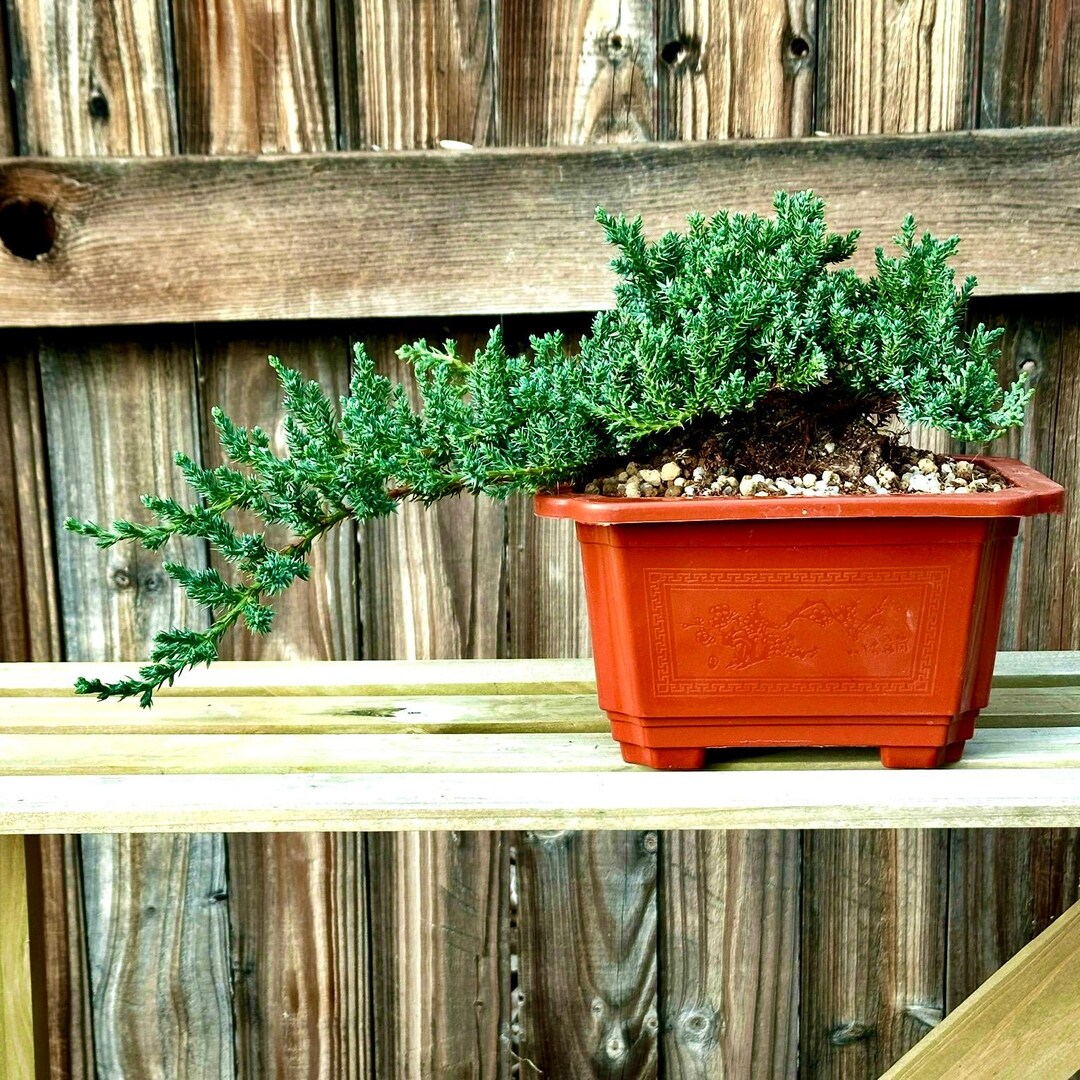 Trained Blue Juniper Bonsai Plant - Etsy