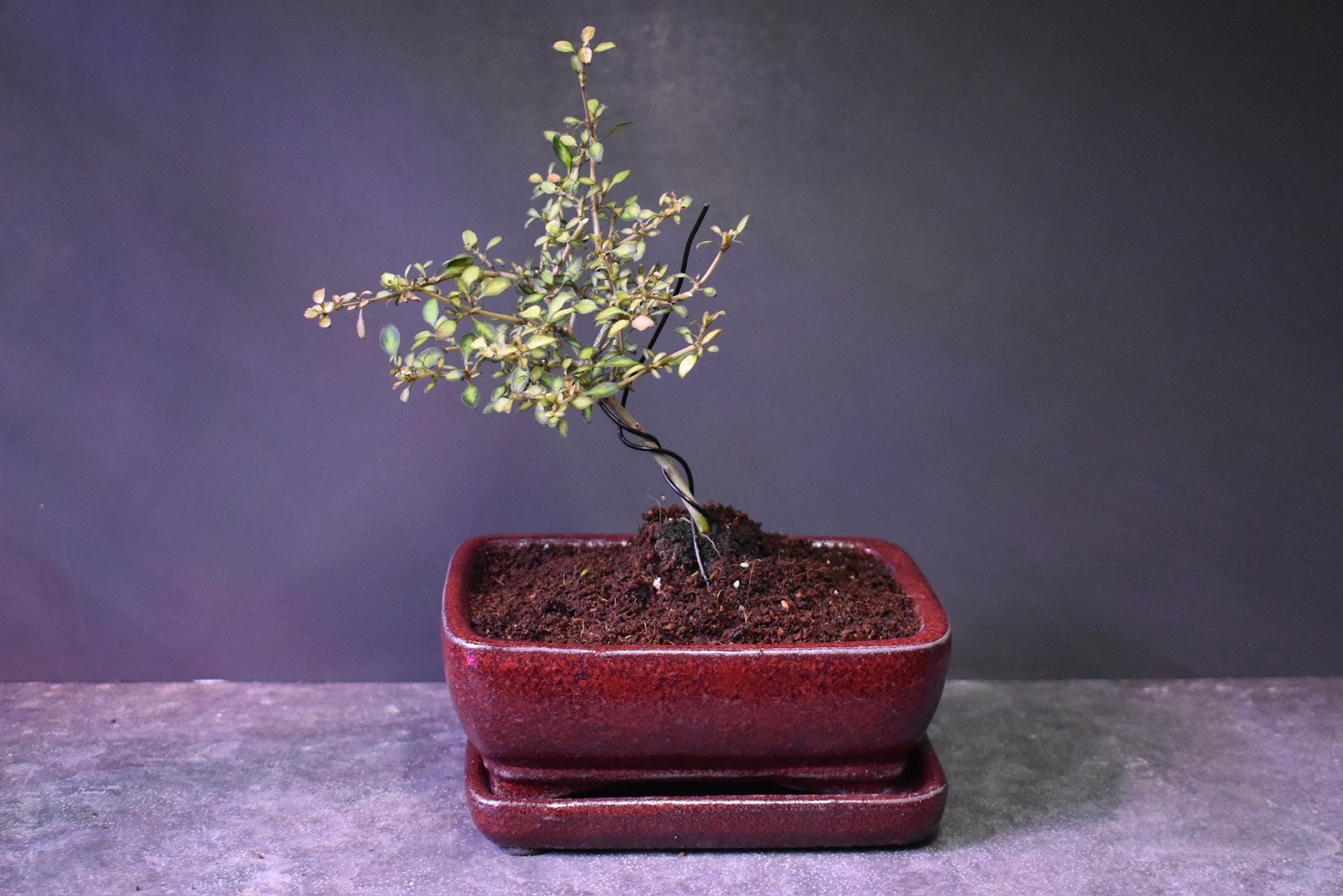 Slanting Shakkan Bonsai Gold Mirror Bush Coprosma in Glazed Pot - Etsy