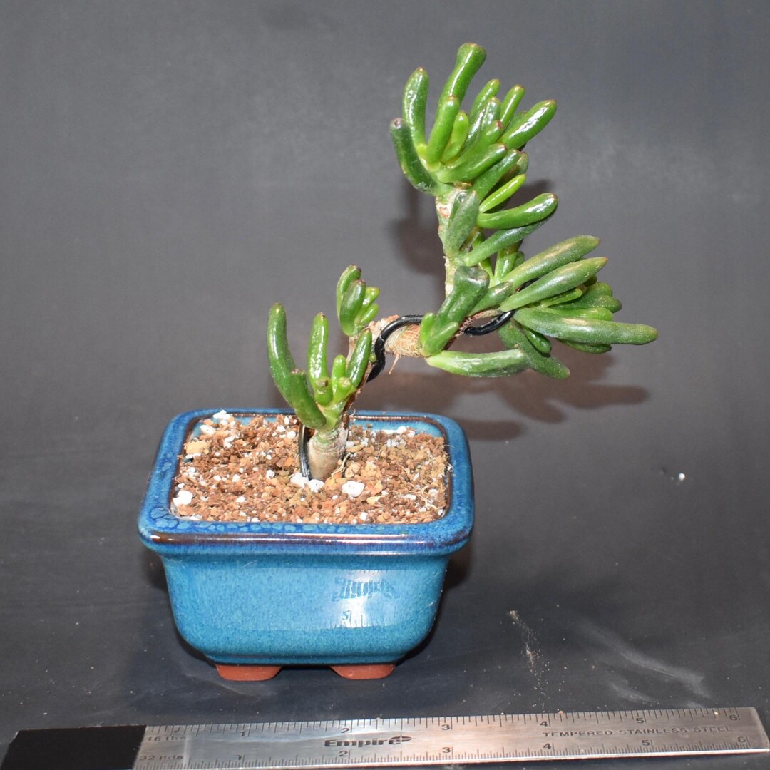 Mini Jade Alien Fingers Mame Bonsai in Blue Glazed Pot - Etsy