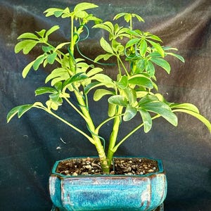 Dwarf Umbrella Tree Bonsai Aka Money Tree in Glazed Pot 3 Years Old ...