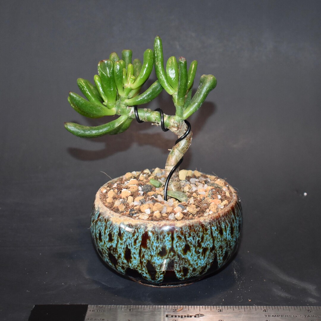 Mini Jade Alien Fingers Mame Bonsai in Glazed Pot - Etsy