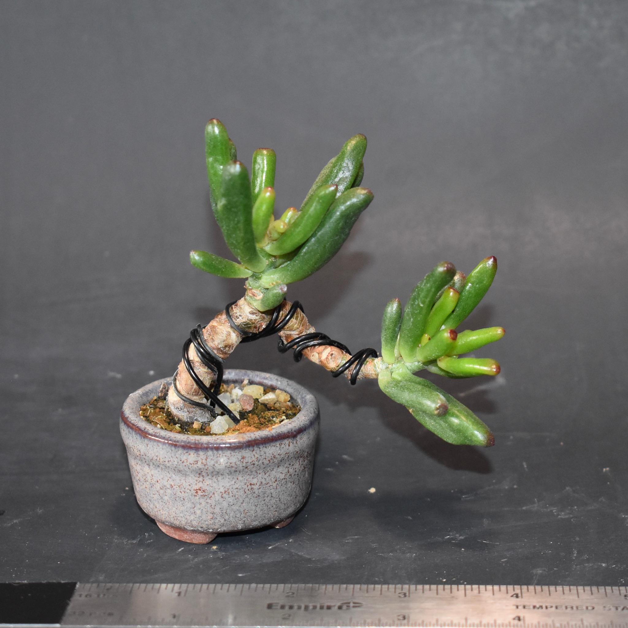 Mini Jade Alien Fingers Bonsai in Glazed Pot - Etsy