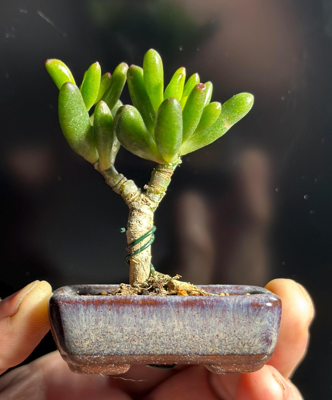 Mini Jade Bonsai - Etsy