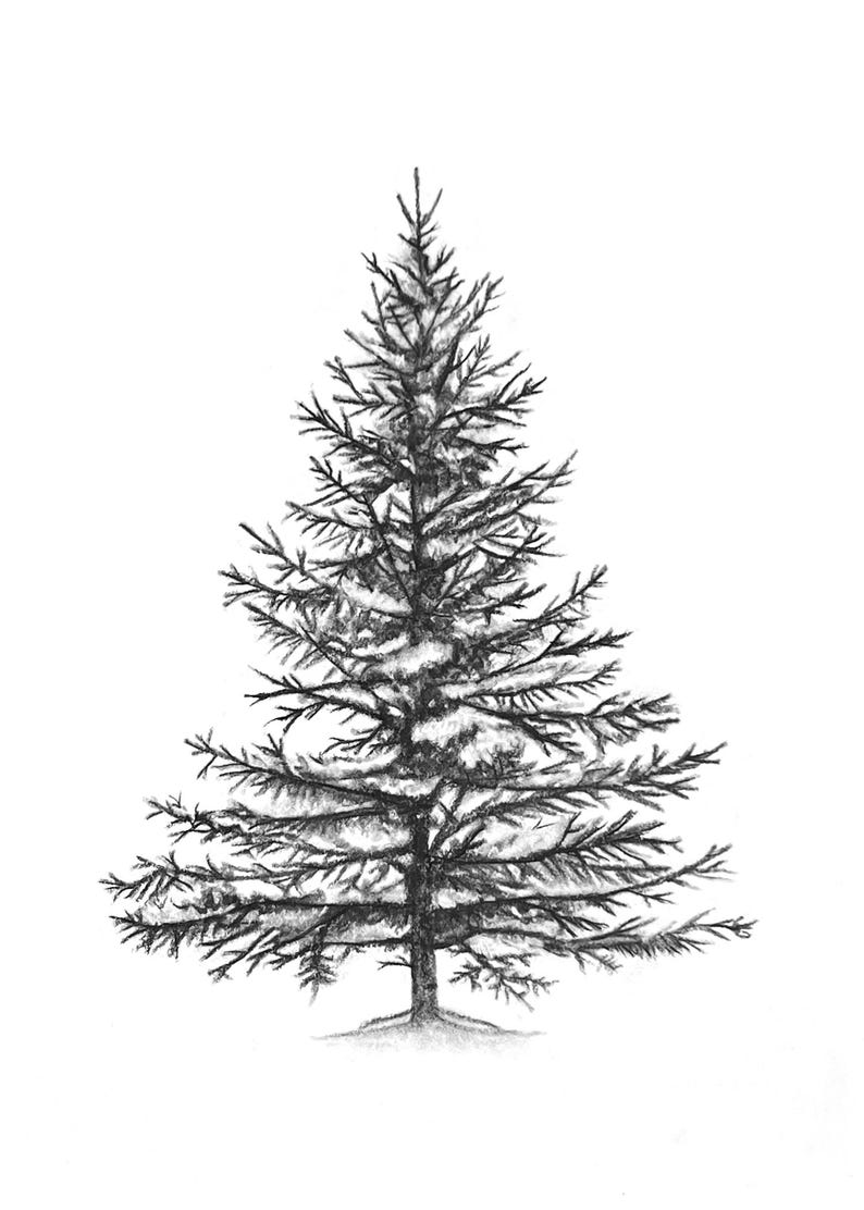 Charcoal Drawing Tree | Art Print | Snowy Evergreen - Etsy