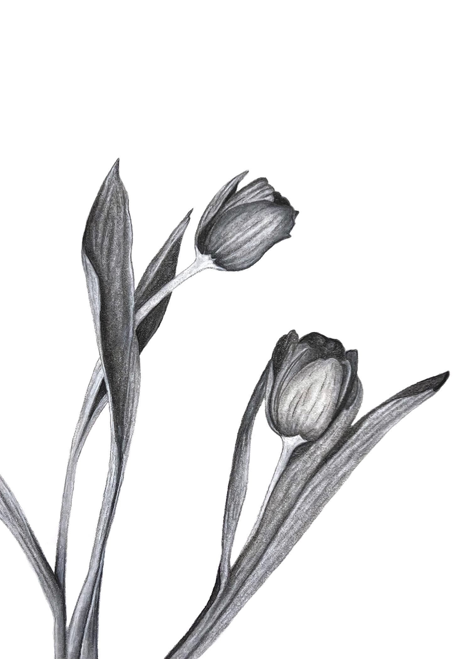 Floral Charcoal Drawing, Art Print, Spring Tulips - Etsy
