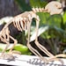 Three-toed Sloth Skeleton Model / Puzzle - Laser-cut Baltic Birch - Etsy