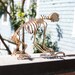 Three-toed Sloth Skeleton Model / Puzzle Laser-cut Baltic Birch - Etsy