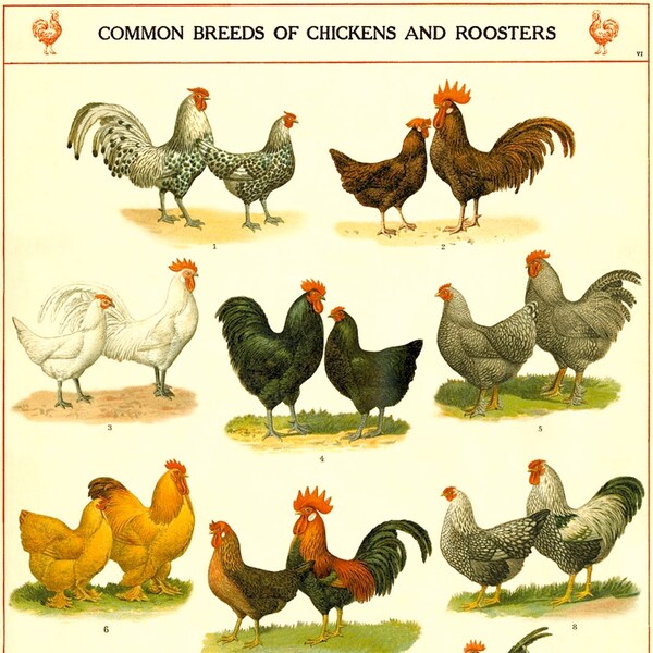 Chicken Breeds Poster - Etsy