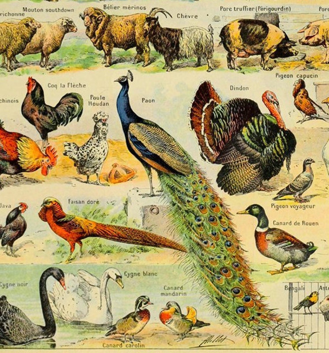 French Farm Animals Poster Vintage French Poster | Etsy