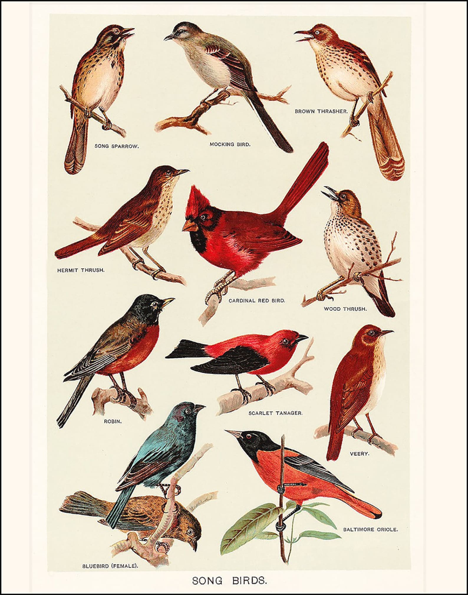 SONG BIRDS Poster Wildlife Lithograph Print Vintage Wild - Etsy