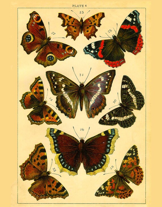 Butterflies Butterfly Collection Wildlife lithograph print | Etsy