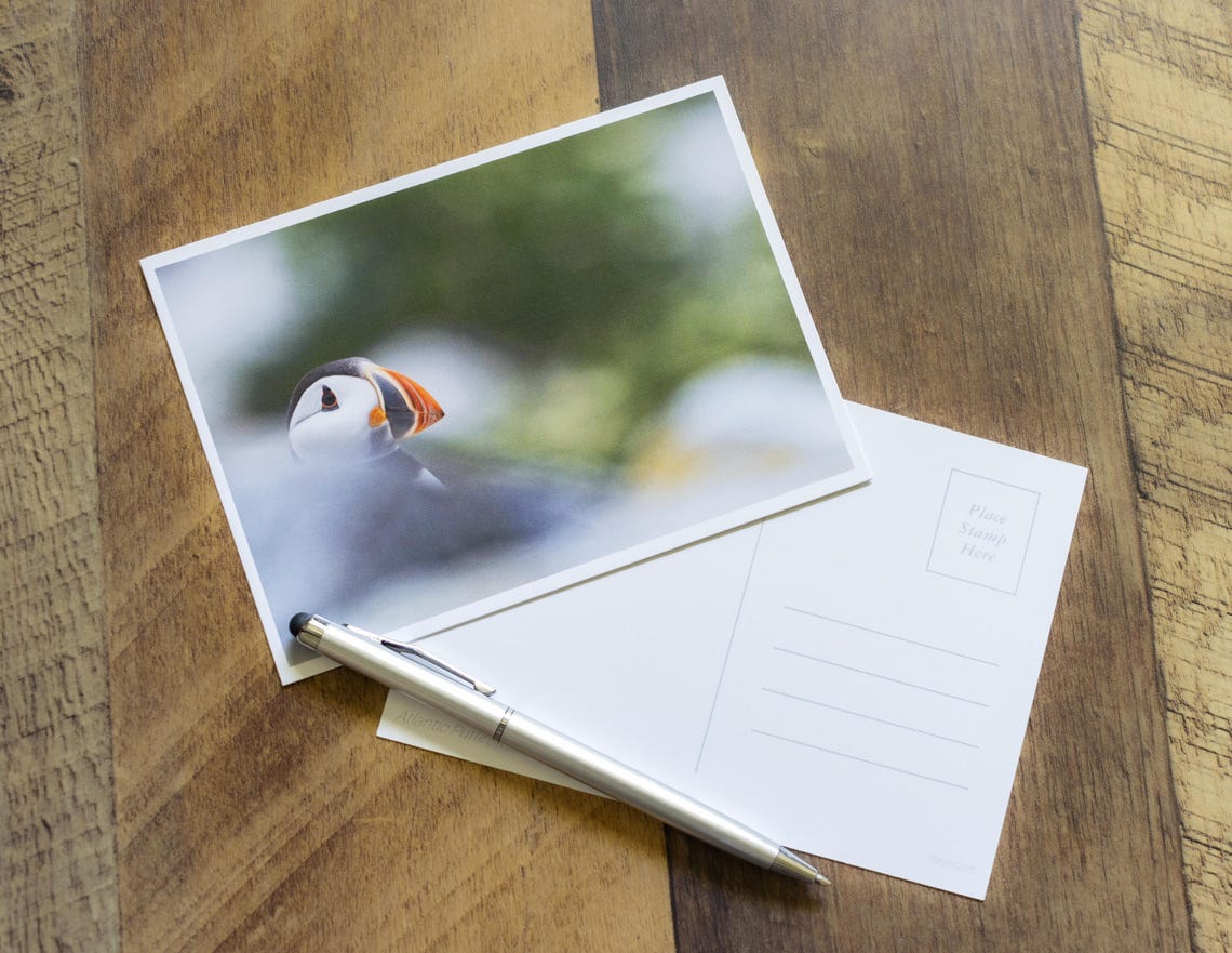 Atlantic Puffin - 4x5.5" Postcard - Etsy