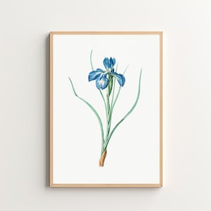 Blue Wildflower Art Print Vintage Botanical Print Floral Wall Art ...