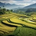 Asia Rural Landscape,rice Fields - Etsy