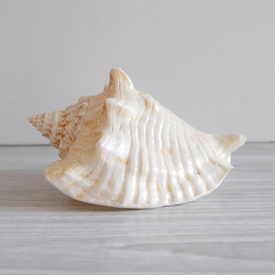 Fighting Florida Conch Shell, Vintage Conch Shell, Vintage Seashell ...